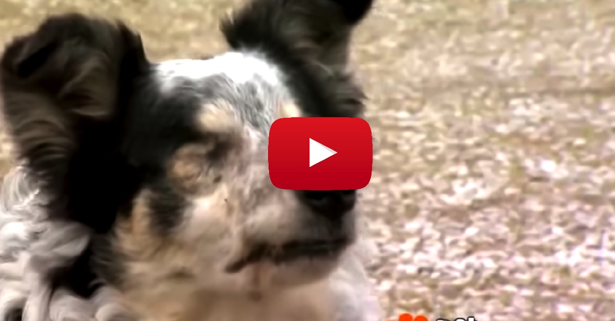 Even Without Eyes, This Dog Can See. Truly Astonishing. Must See ...