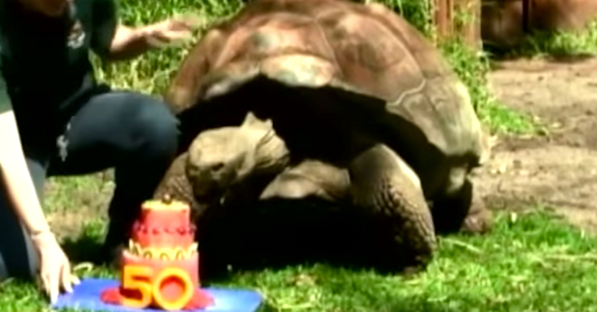 Massive 440-Pound Tortoise Celebrates His 50th Birthday By Destroying ...