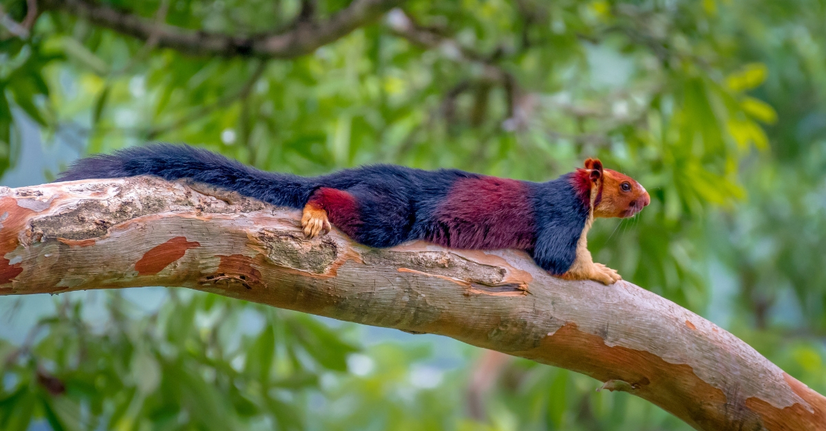 Man Snaps Photos Of Giant Multicolored Squirrels In The Tree ...