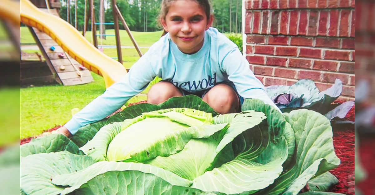 She Grows An Enormous 40-Pound Cabbage. Now Watch What She Does With It ...