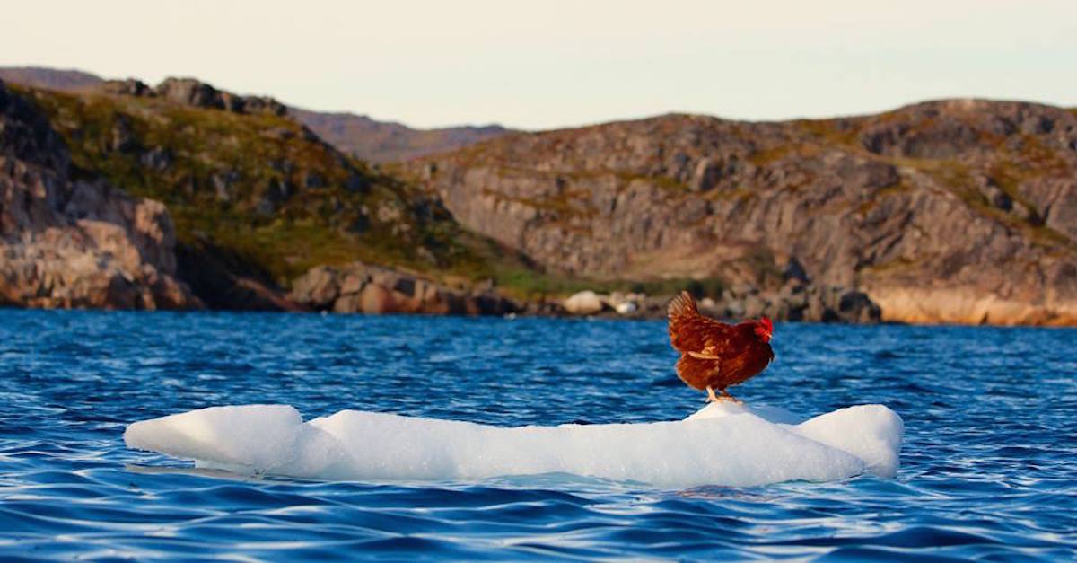 Hen Perches On Ice In The Arctic Ocean. Wait Til You See How She Got ...