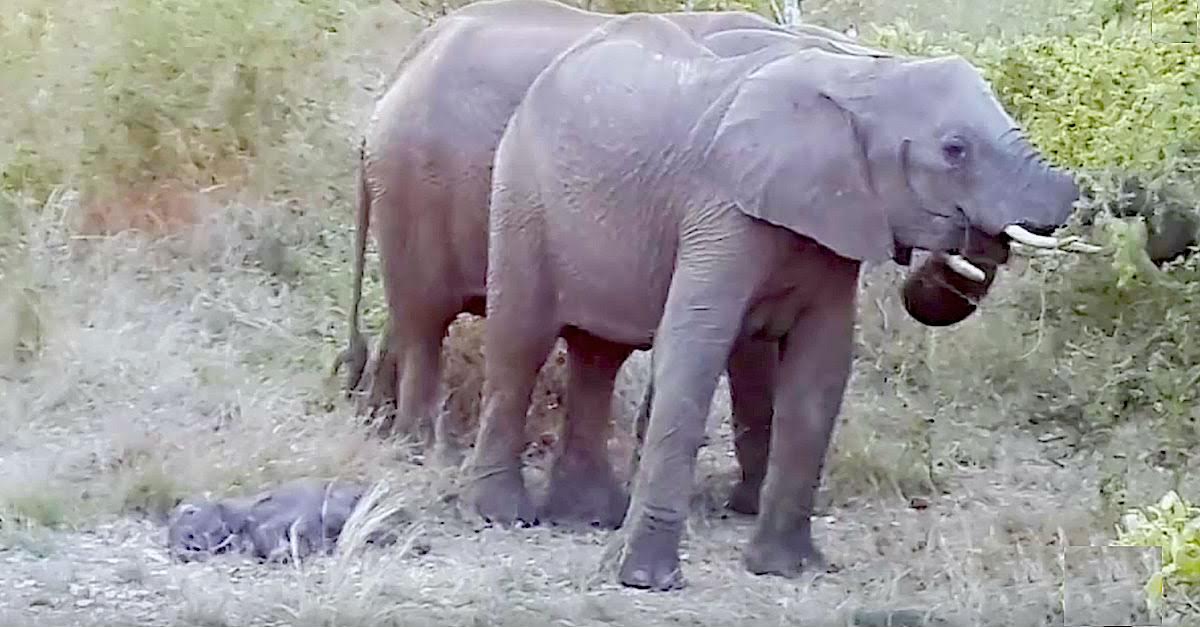 Her Baby Is Lifeless In The Grass, Now Watch When Mom Turns Around ...