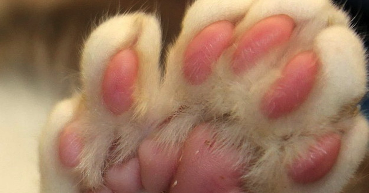 These Rescued Kittens With Extra Toes Need Forever Homes ...