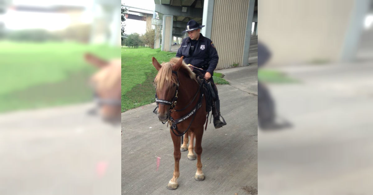 Police Horse Loses Her Life In The Line Of Duty — But Now Her Partner’s ...