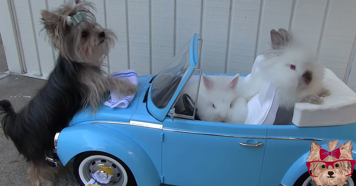 This Tiny Dog Sees Her Bunny Friends In A Tiny Car. What She Does? Awww ...
