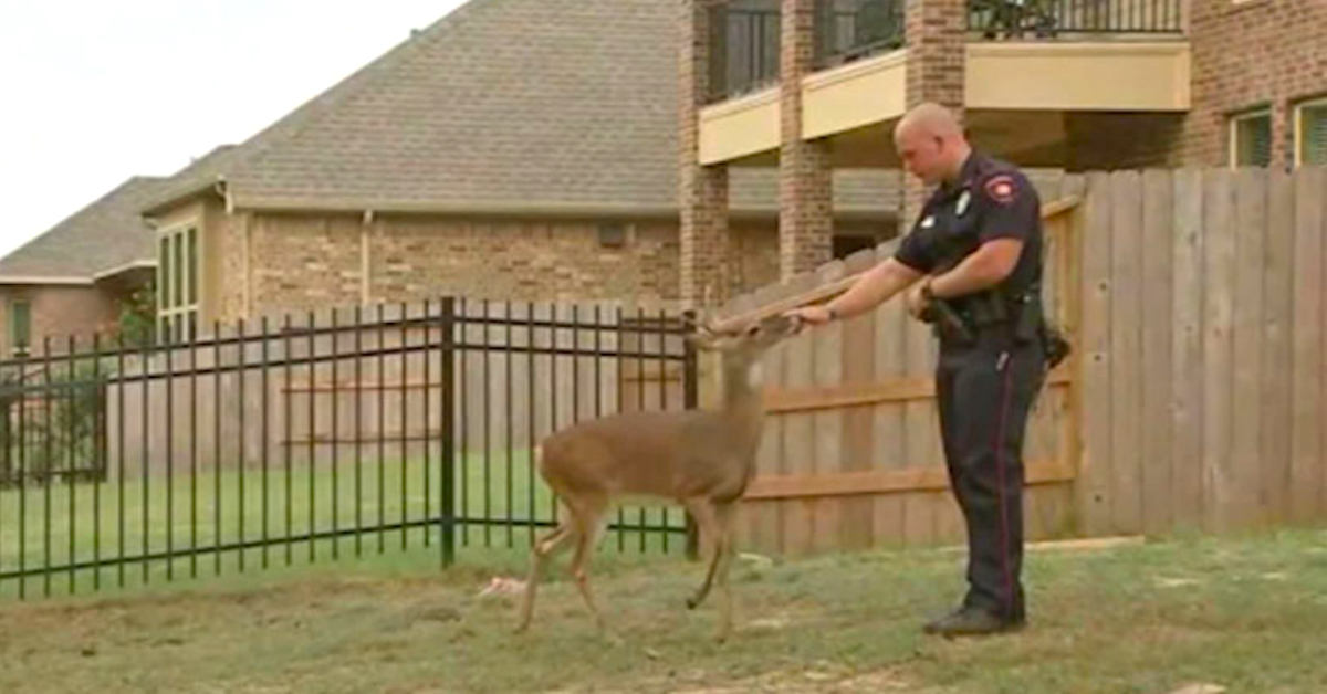 2 Days After Cop Saves Him, Deer Returns To Say Thank You To His ...