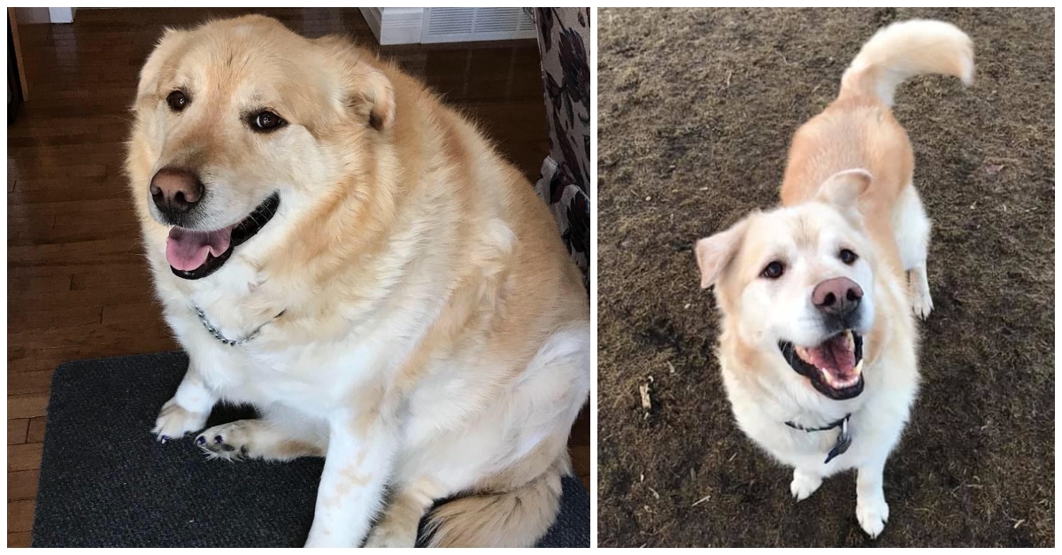 Foster Mom Helps Overweight Golden Retriever Lose Weight | LittleThings.com