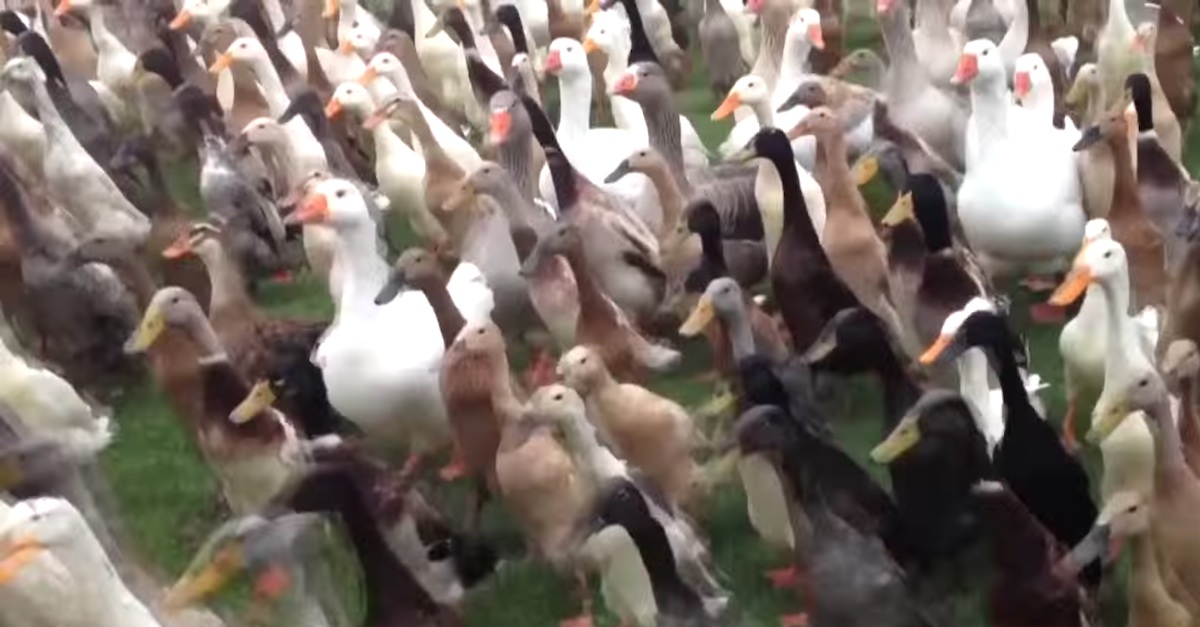 900 Ducks Go On Parade Every Morning. Now Watch Where They're Going ...