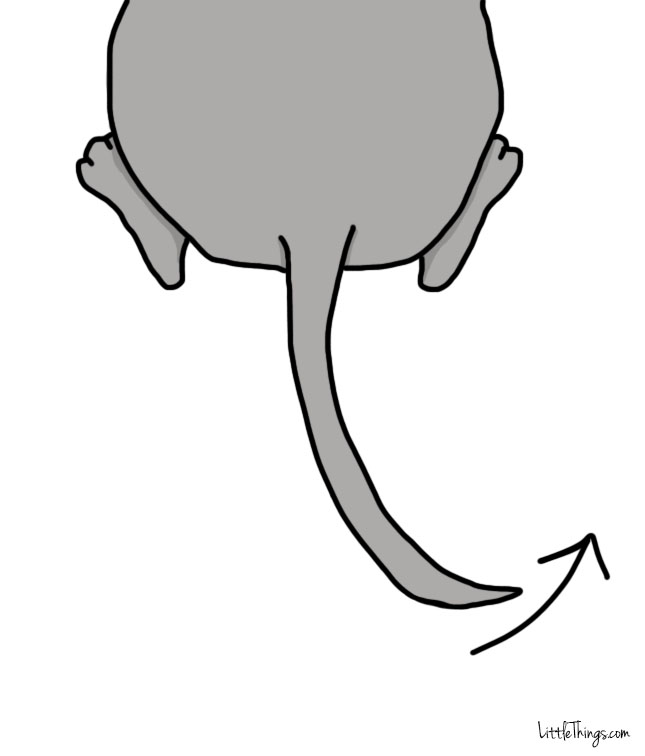 Your Dog's Tail Relays Secret Information — So Glad I Know This Now ...