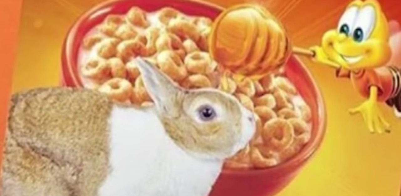 Tiny Rabbit Becomes A Cereal Star After Being Featured On A Box Of ...