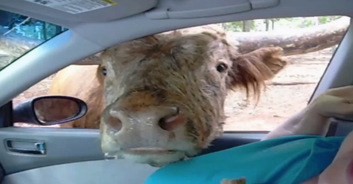 A Friendly Cow Sticks Her Head In The Car Window — But You Won’t ...
