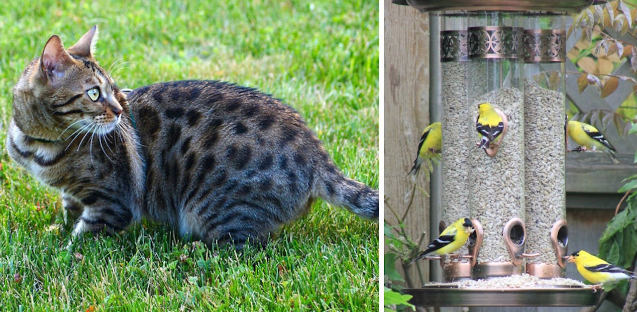 11 Things You Need To Do To Help Birds In Spring | LittleThings.com