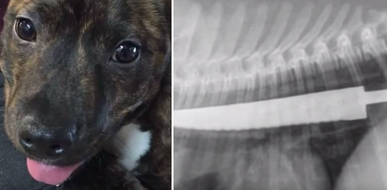 Puppy's X-Ray Reveals An 8-Inch Steak Knife Lodged Inside Her Body ...