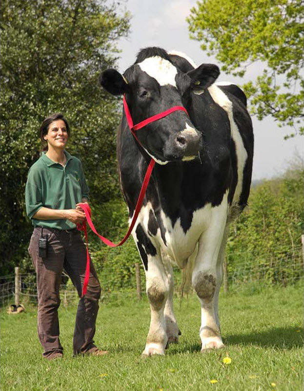 These 21 Gigantic Animals Are Unbelievably NOT Photoshopped ...