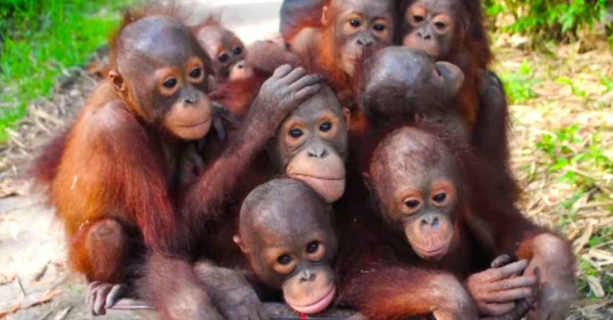 8 Baby Orangutans Hug Each Other After Being Rescued. Now Wait Till :58 ...
