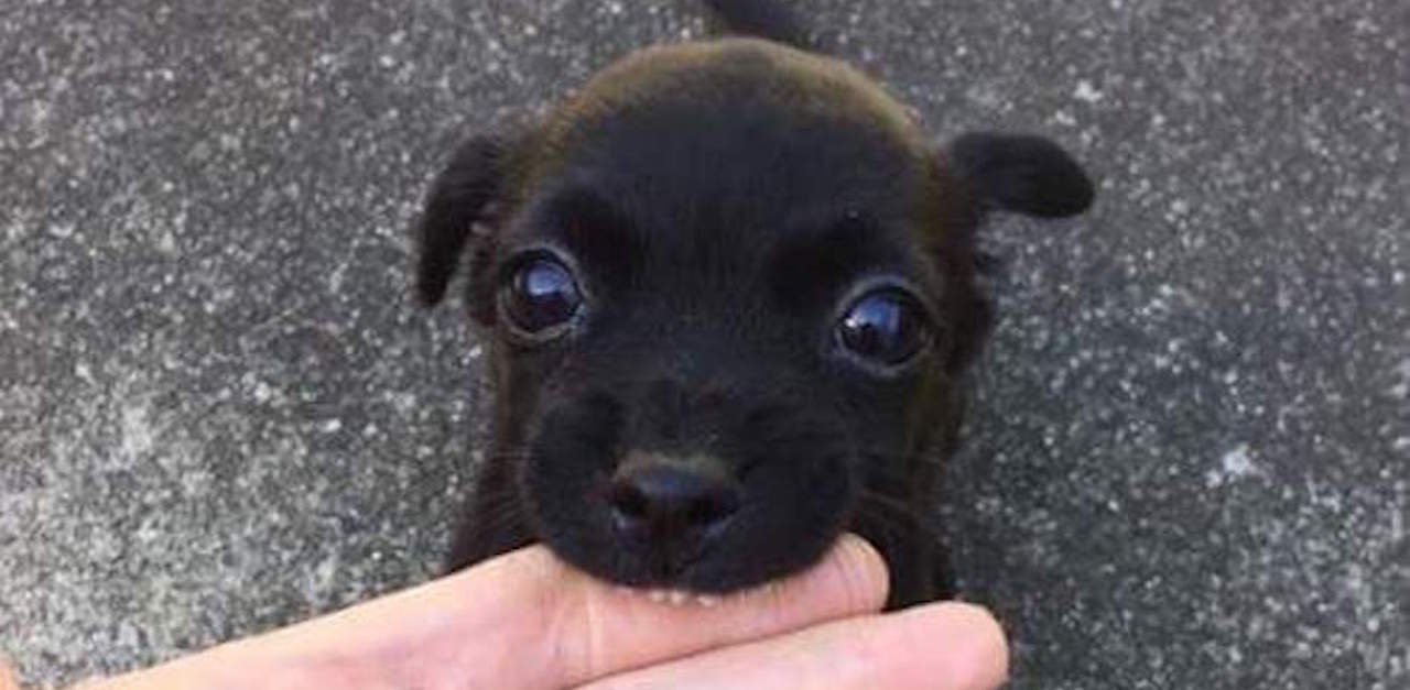 19 And ½ Good Dogs Just Being Their Adorable Selves | LittleThings.com