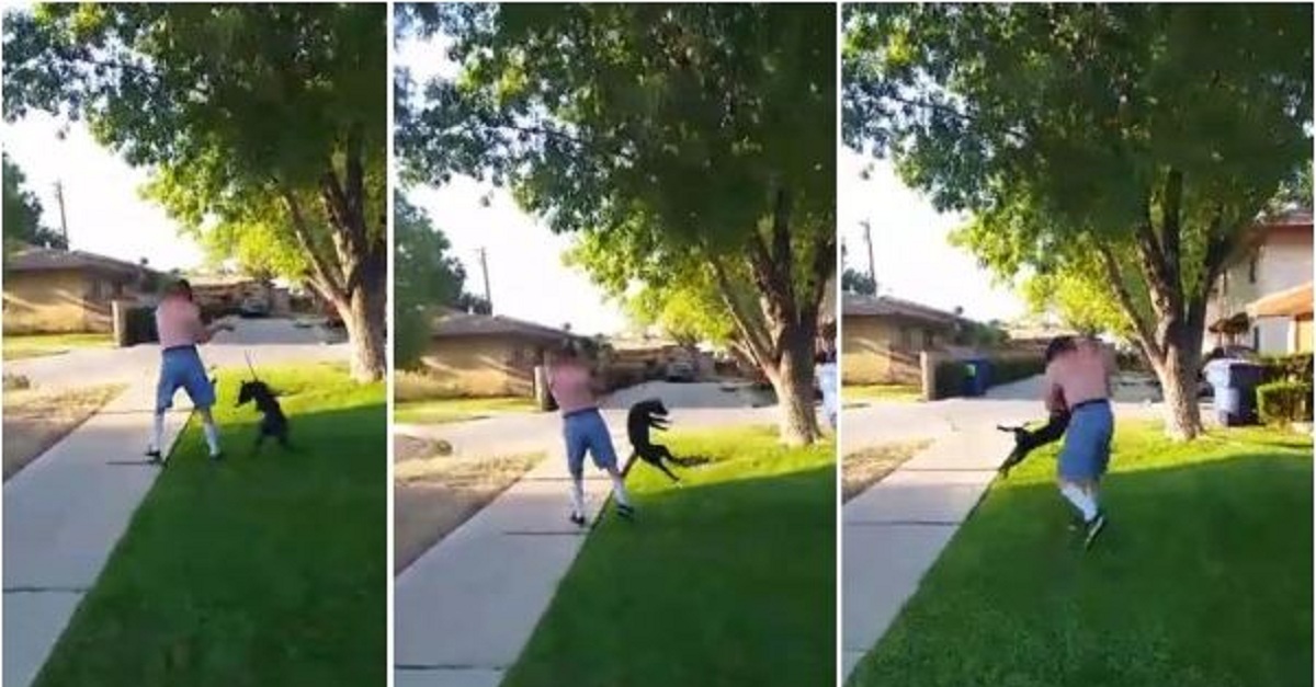 Man Slams Dog On Concrete, Help Us Get Him Maximum Penalty! This Is ...