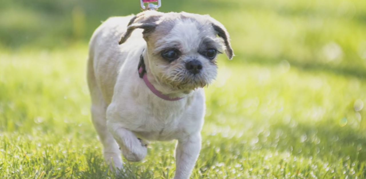 Rescuers Shave Severely Matted Dog To Reveal How Tiny And Cute She Is ...