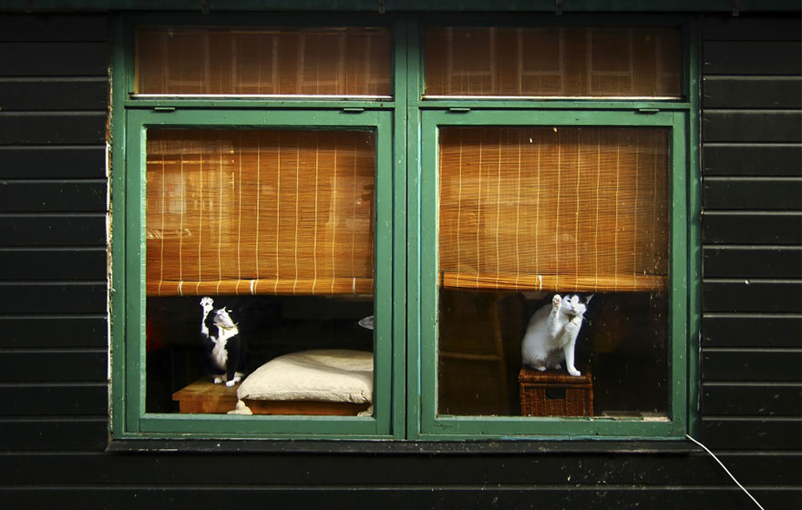 21 Breathtaking Photos Of Animals Looking Through Windows. These Are ...