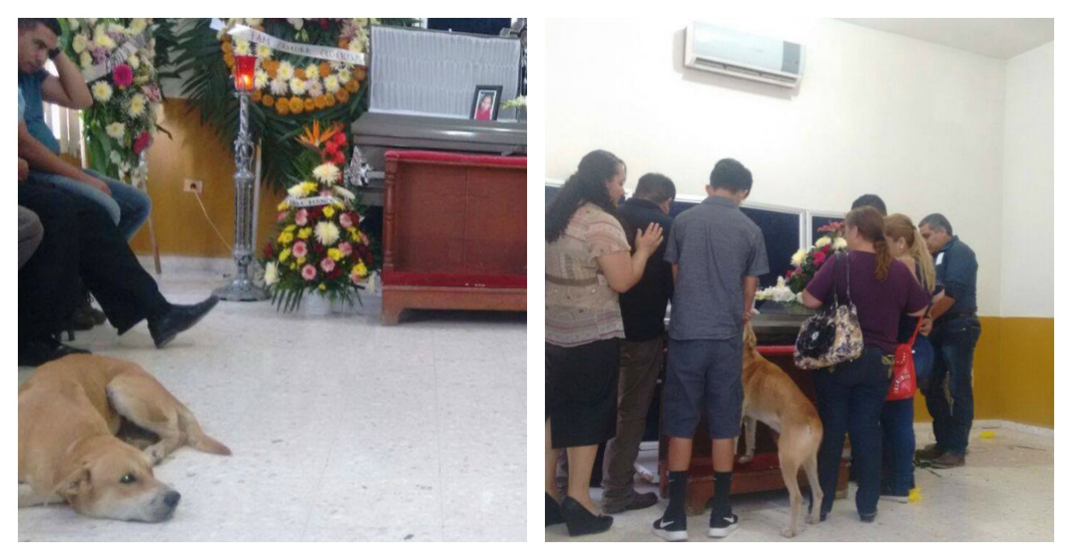 Mourning Dog Appears At Owner's Funeral 15 Days After Vanishing ...