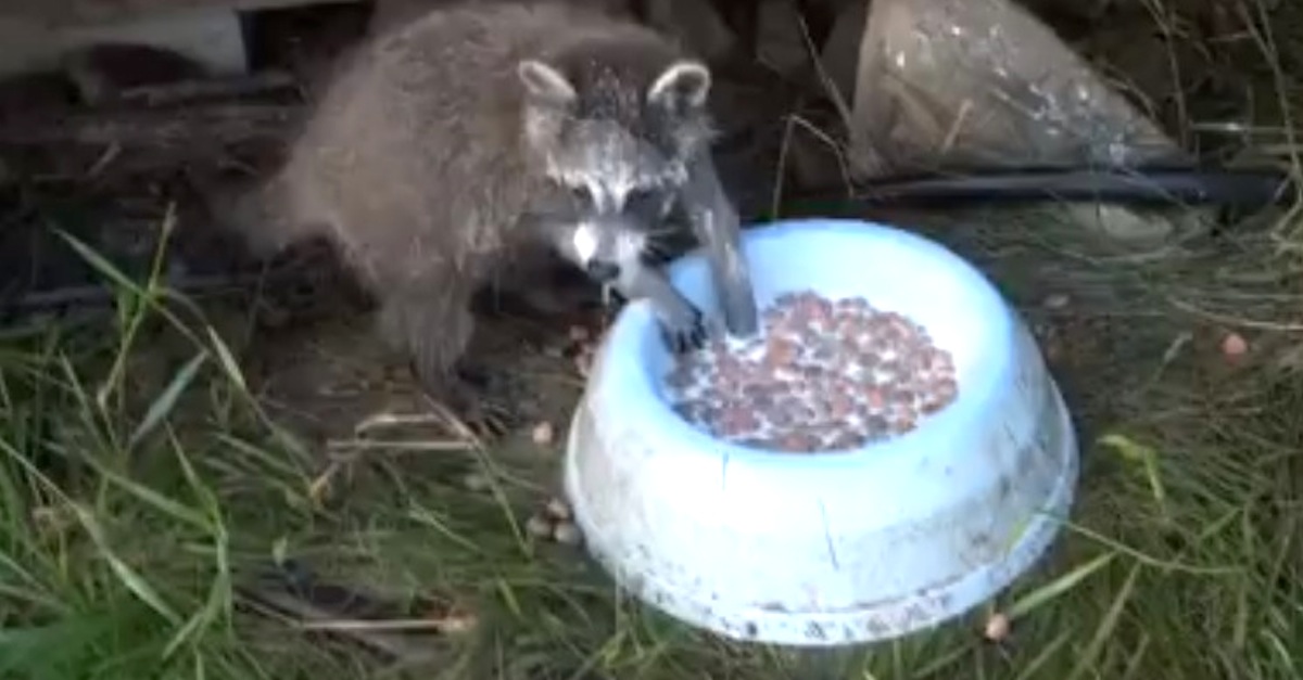 Hilarious Raccoon Does The Funniest Thing When It's Time To Eat ...