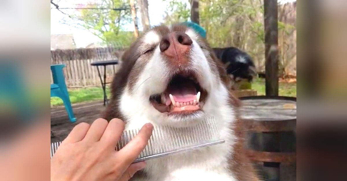 Owner Scratches Dog's Chin, Adorable Husky Loses It | LittleThings.com