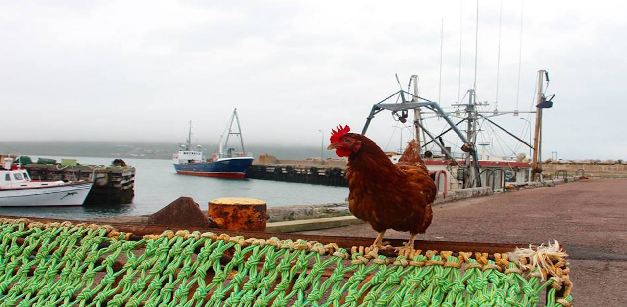 Hen Perches On Ice In The Arctic Ocean. Wait Til You See How She Got ...