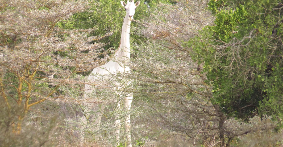 Leucistic Giraffe