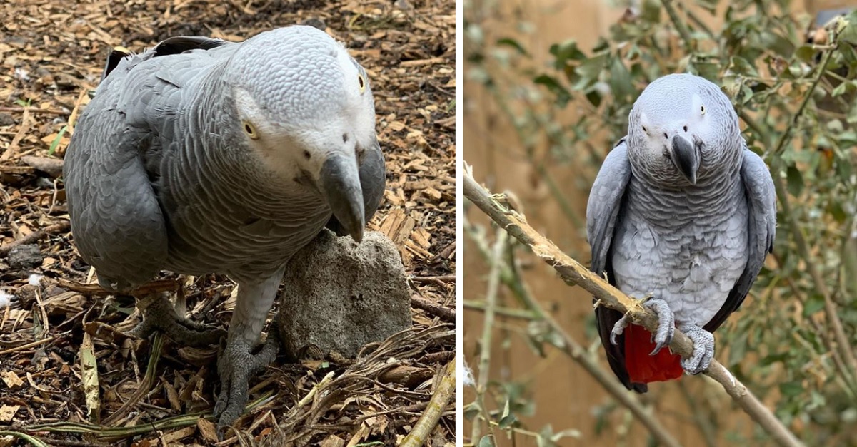 Wildlife Center Parrots Had To Be Separated After They Cursed At Guests ...
