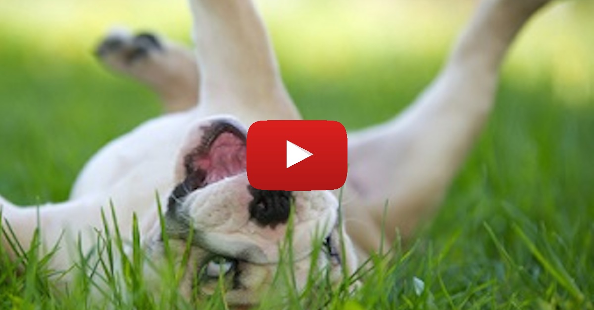 These Puppies Are Having The Best Day EVER! This Video Is ADORABLE ...