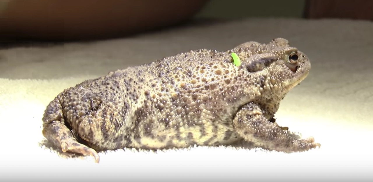 She Brings A Dirty Bucket Into The Office. Then He Sees What's At The ...