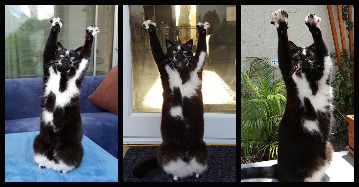 Goal Kitty Just Wants To Cheer You On For Being Awesome | LittleThings.com