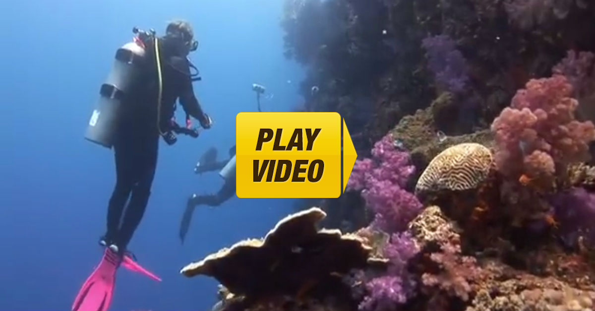 Simply Breathtaking! Divers Capture The Planet Like You've NEVER Seen ...