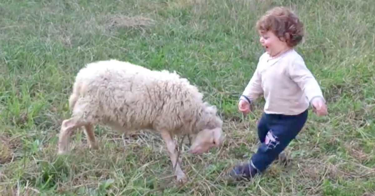 Toddler and Sheep Happy Dance | LittleThings.com