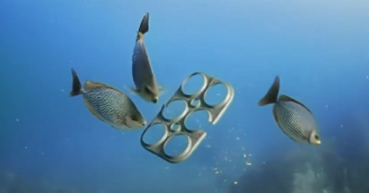 Choosing The Right 6-Pack Of Beer Might Be The Secret To Saving The ...