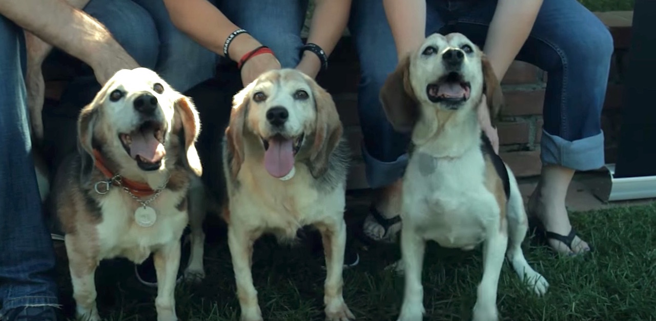 3 Scared Beagles Spent Years In A Lab. Now Watch When They See Grass ...