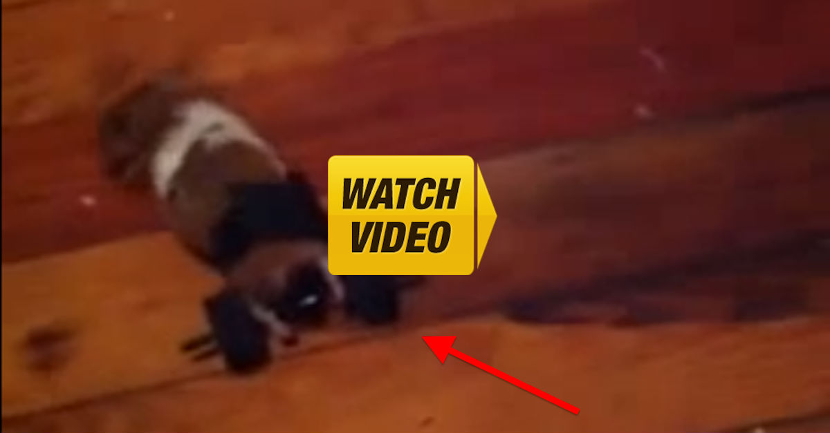 Their Hamster Was Paralyzed And Couldn't Walk, So This Family Did ...