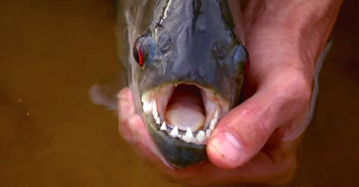 Scientist Pries Open A Piranha's Scary-Looking Mouth, But What He Finds ...
