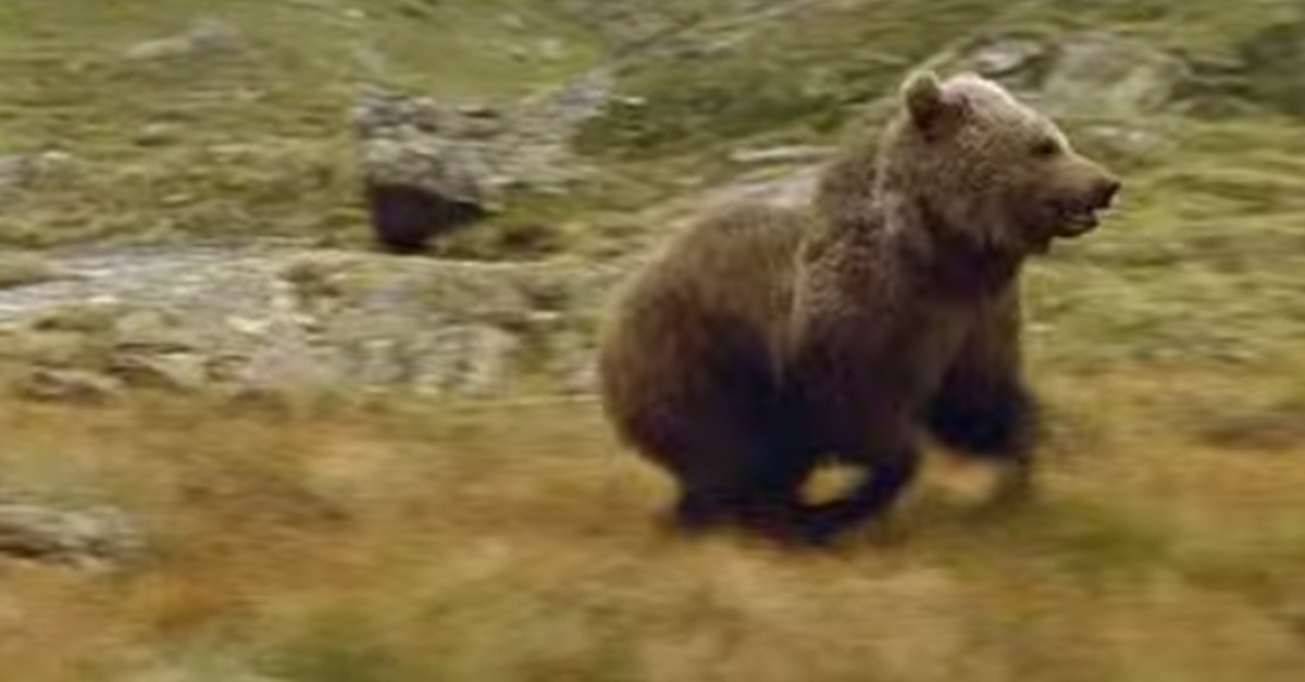 I Am Speechless! This Bear's Struggle For Survival Will Leave You ...
