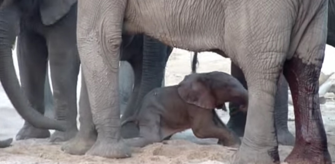Newborn Elephant Struggles To Get Out Of Amniotic Sac And Take First ...