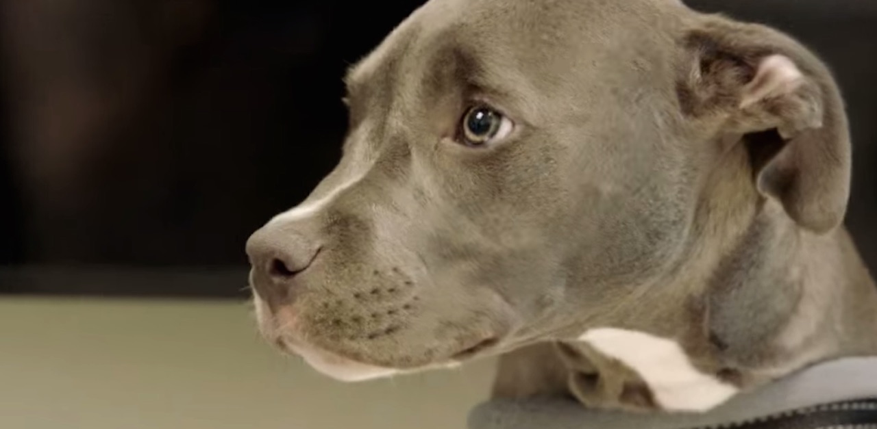 Their Pit Bull Has Been Acting Strange. Days Later, A Vet Sees The ...