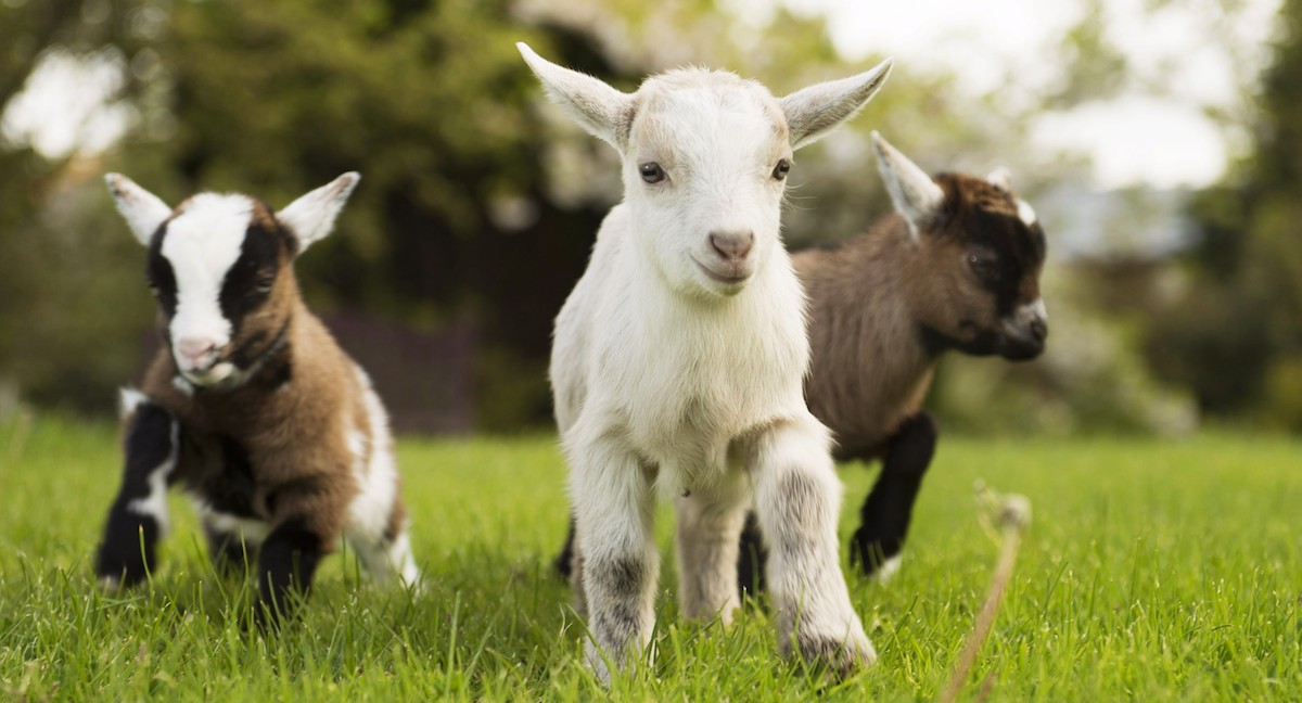 This Is What Happens When Baby Goats Escape Their Pen! | LittleThings.com