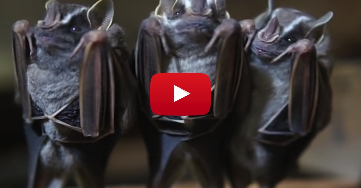 Some People Say Bats Are 'Ugly' But They're Freaking Hilarious! You've ...