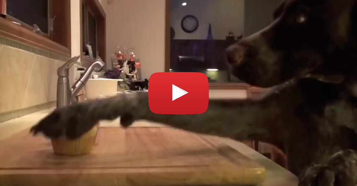 Hidden Camera Captures Cupcake Thief! BUSTED! | LittleThings.com