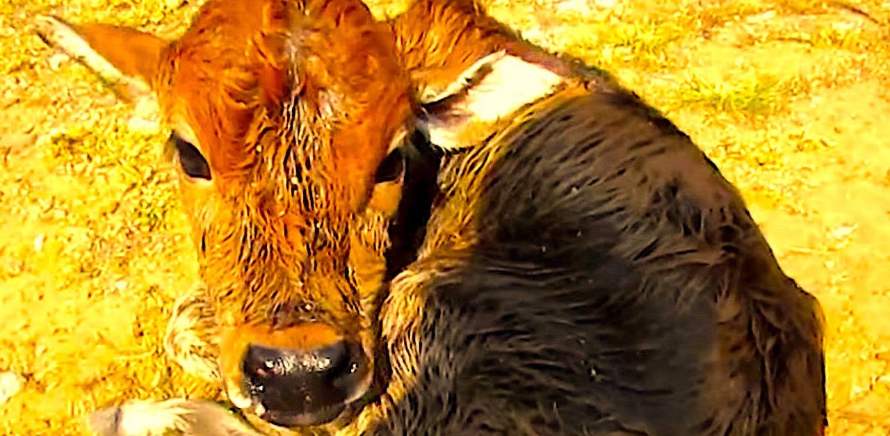Rescuers Find Newborn Calf Abandoned On Road To Die, Realize He's Still ...