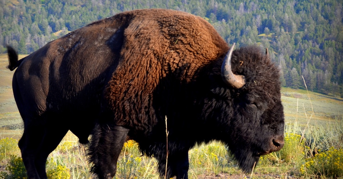 An Elderly Woman Was Gored By A Bison After Trying To Take A Photo ...