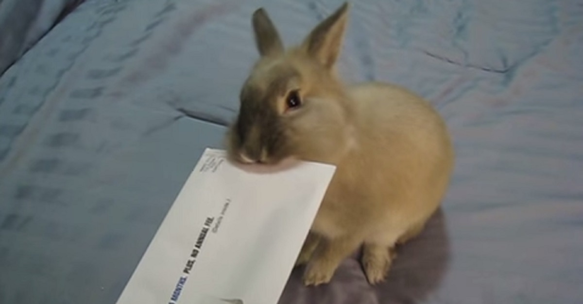 This Bunny's Unique Talent Made Me Want To Hire Him As My Personal ...
