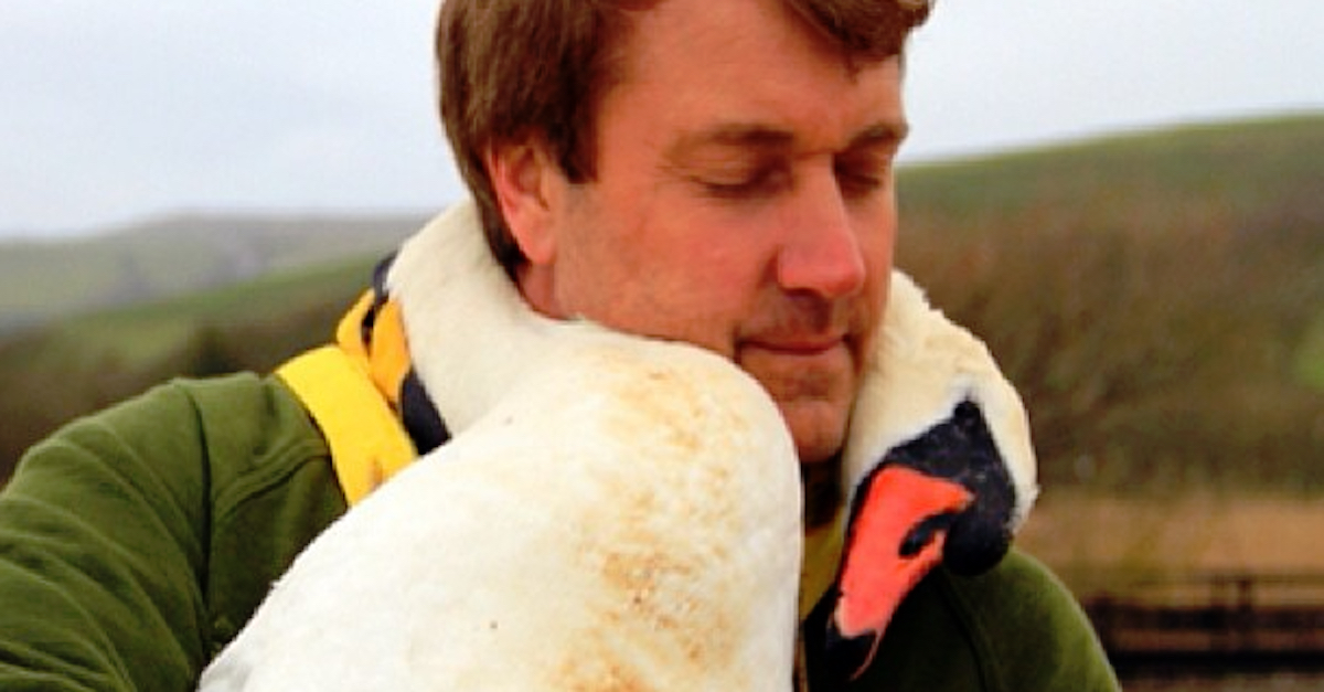 Rescuers Rush To Help A Sick Swan. How She Says 'Thank You?' BEAUTIFUL ...