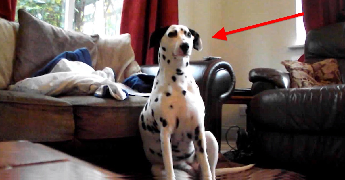 My Dog LOVES The 'Two And A Half Men' Theme Song! She Does THIS ...