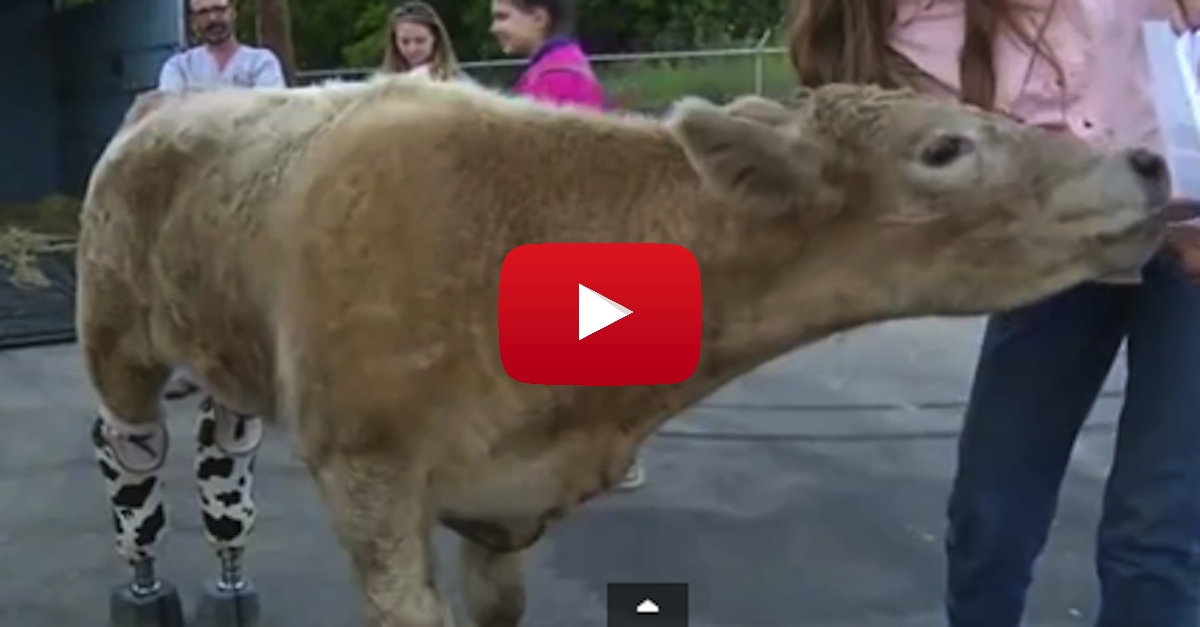 AMAZING!! Hero the Calf Gets A Set Of New Hooves! | LittleThings.com